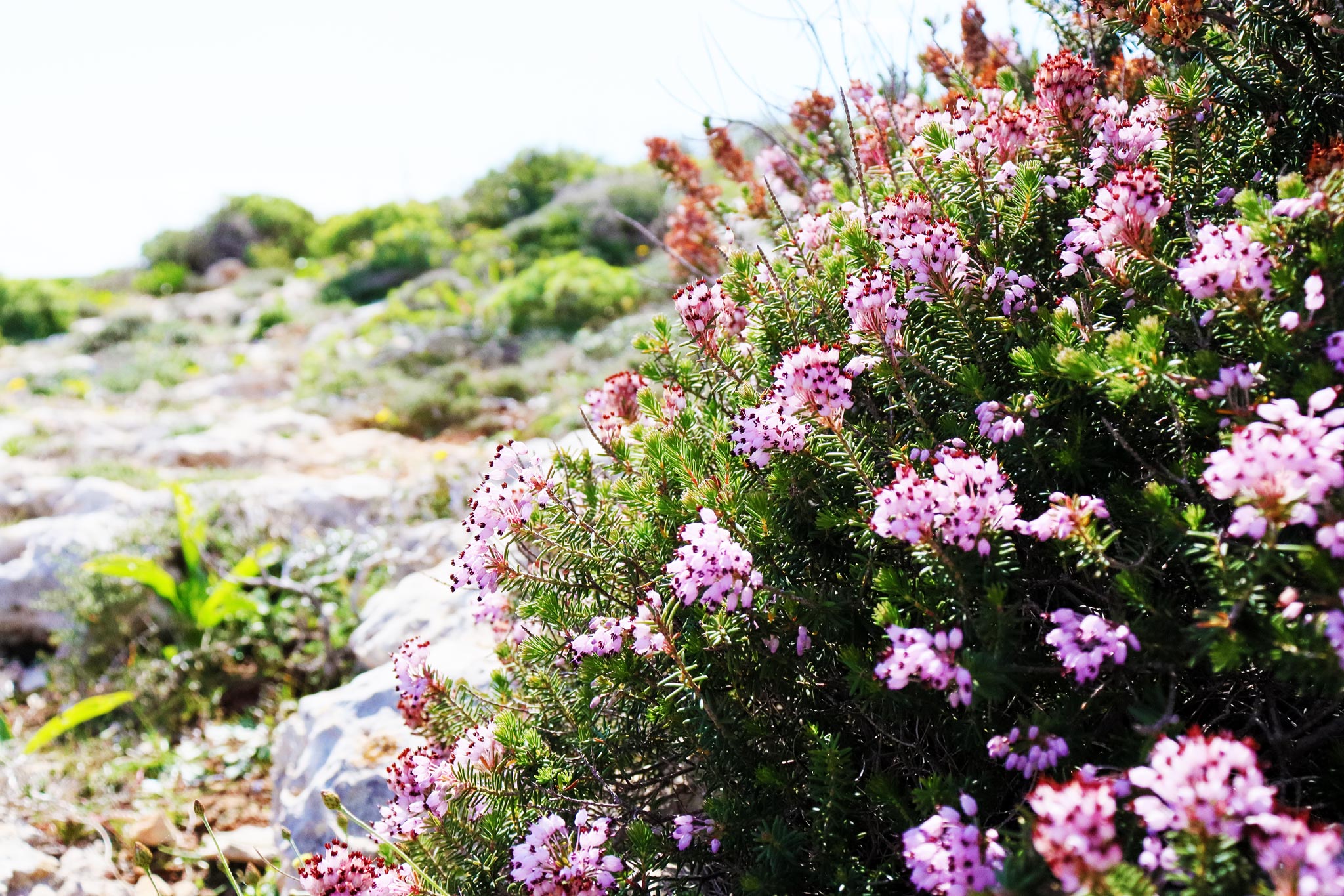 Ta' Sopu Garden - Travel 2 Gozo